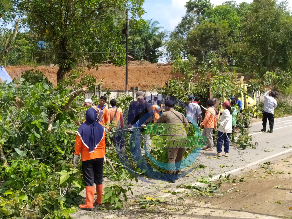Antisipasi Pohon Tumbang, Pemkab Sekadau Pangkas Pohon di Pinggir Jalan - sekadaukab.go.id